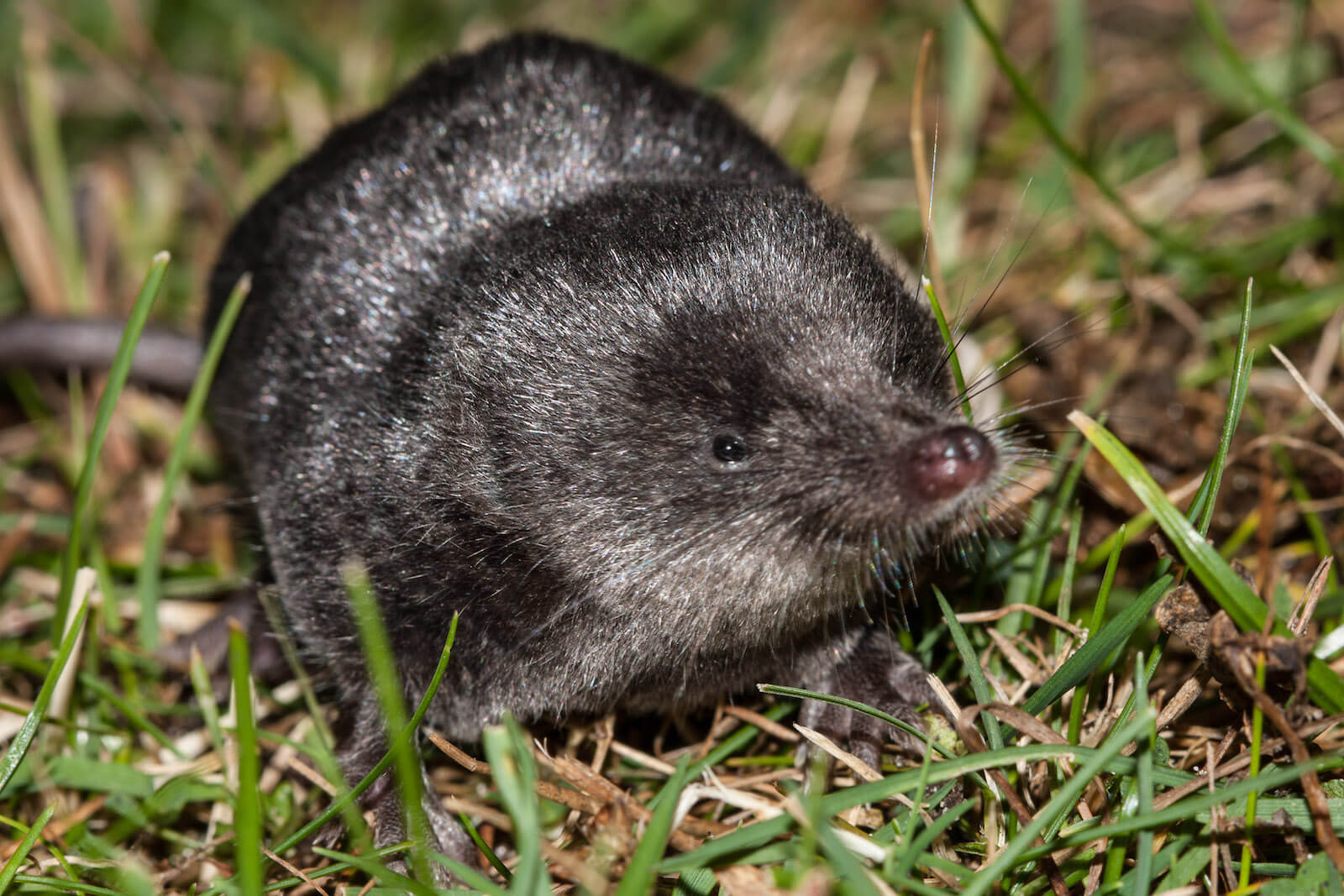 Island endemic species - Endemica bv